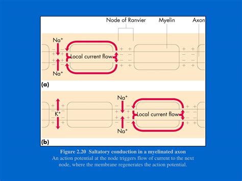 PPT The Action Potential PowerPoint Presentation Free Download ID