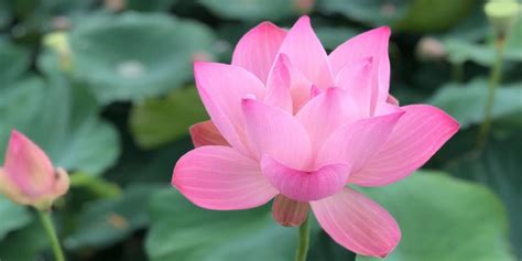 活動 2019白河蓮花季518開幕 作伙來蓮鄉健走、觀賞琴棋書畫、品嘗蓮花餐