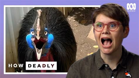 5 Reasons Cassowaries Are The Worlds Most Fearsome Birds Youtube