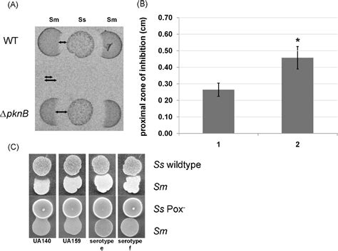 Figure 2 From Role Of Streptococcus Mutans Eukaryotic Type Serine Threonine Protein Kinase In