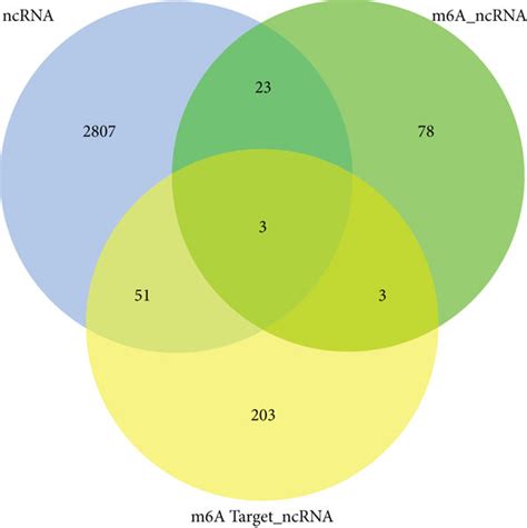 Venn Diagram Of M6a Related Ncrnas Download Scientific Diagram