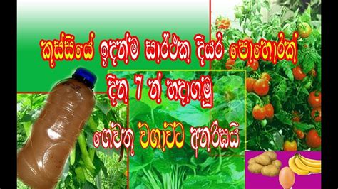 Kabanika Diyara Pohora Liquid Fertilizer Diyara Pohora Rauma Wate