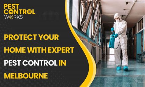 Pest Control Melbourne Common Pests Solutions And Prevention Tips