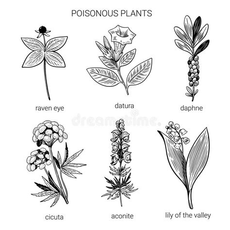 Set Of Black And White Hand Drawn Poisonous Plants Illustration Of
