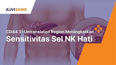 Cd44 3 Untranslated Region Tingkatkan Sensitivitas Sel Nk Hati