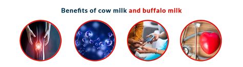 Cow Milk Vs Buffalo Milk Differences In Nutrition Which Milk Is Good