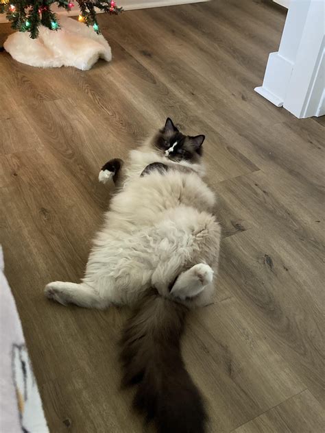 Kira Making Naptime Adorable Rcats