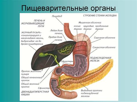 Органы пищеварения презентация онлайн