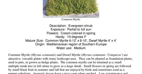 Xtremehorticulture Of The Desert Myrtle Makes A Good Desert Landscape