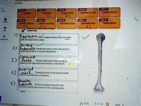 Solved In The Sentences Describing The Parts Of The Humerus With The