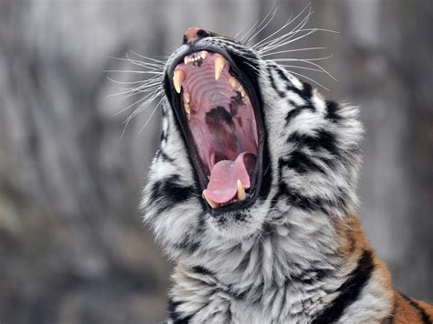 Wallpaper Tiger Yawn Fangs Mouth 2560x1600 Picture Image
