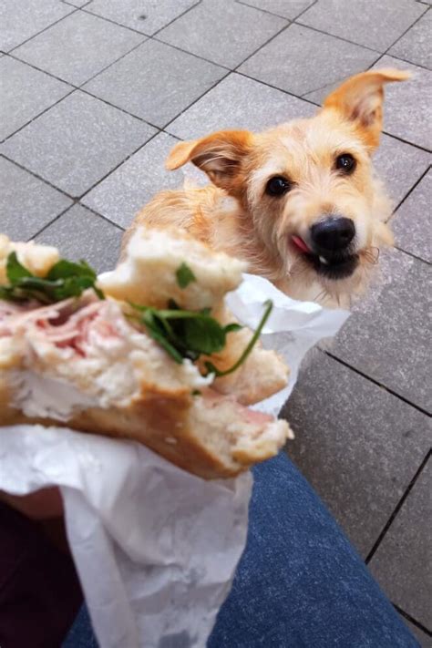 Can Dogs Taste Spicy Foods The Petpress Verdict