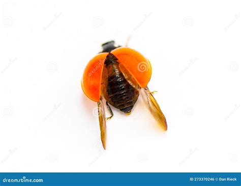 Cycloneda Sanguinea The Spotless Lady Beetle Or Ladybug Side Front Profile View Isolated On