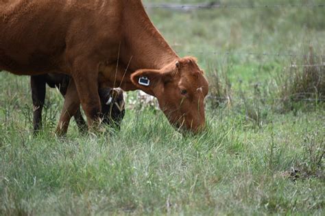 Smart Ear Tag Delivers Pasture Feed Intake Breakthrough Beef Central
