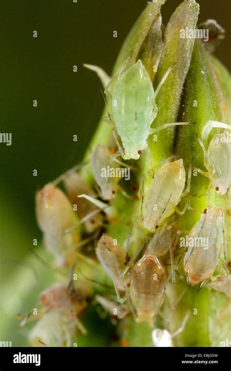 Pea Aphid Acyrthosiphon Pisum Pea Aphids On A Vetch Germany