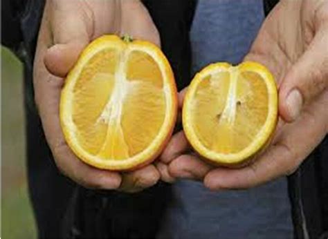 Huanglongbing Infected Orange Trees Bear Fruits That Are Small And