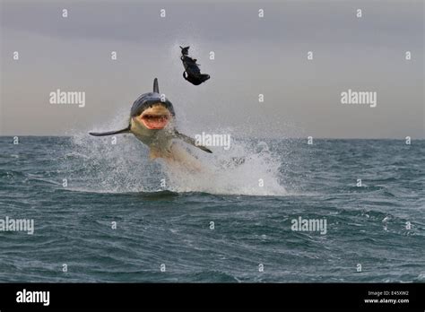 Great White Shark Carcharodon Carcharias Leaping Out Of The Water
