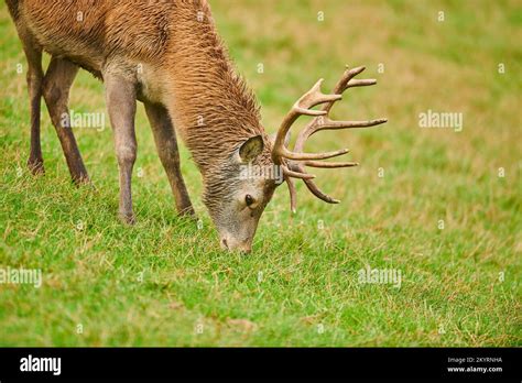 Rothirsch Cervus elaphus Männchen bei der Brunft in den Alpen Herbst