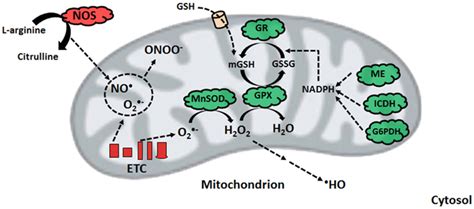 Сыромоноедение Dysfunctional Mitochondrial Bioenergetics And The