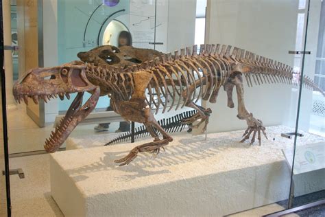Prestosuchus An Archosaur It Is A Very Early Relative Of Crocodiles From The Late Triassic