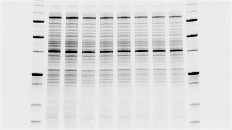 How Western Blot Normalization Works Lab Manager