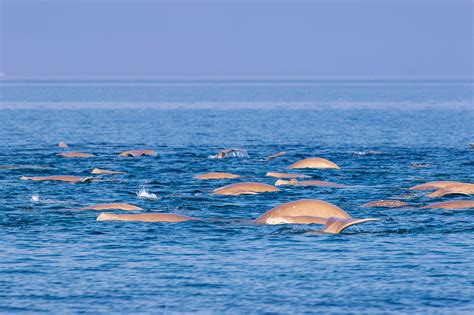 Exploring The Interactions Between The Globally Sizeable Dugong Herd