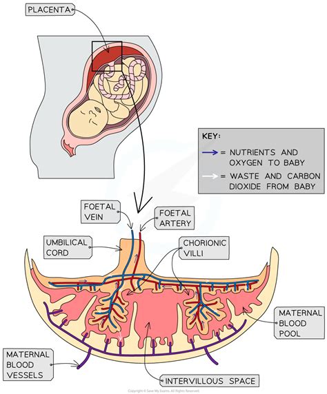 The Placenta 1145 Dp Ib Biology Hl Revision Notes 2016 Save My