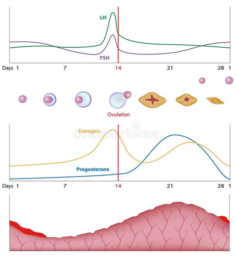 Female Body Hormones Stock Illustrations 568 Female Body Hormones