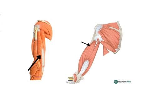 Upper Extremity Flashcards Quizlet