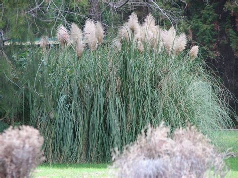 Good Riddance Biisc Announces Successful Eradication Of Pampas Grass