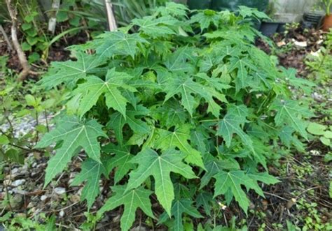 Cnidoscolus Aconitifolius Facts Benefits Grow And Care Tips