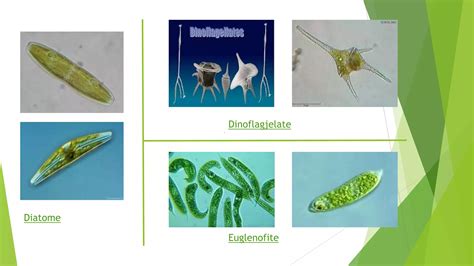 Algat Dhe Karakteristikat E Tyre Pptx