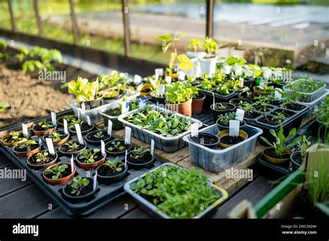 Plastic Pots With Various Vegetables Seedlings Planting Young