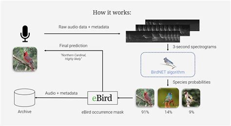Bird Sound Identification App Free At Gabriel Chubb Blog
