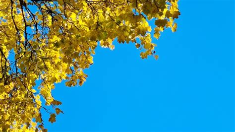 Premium Photo Low Angle View Of Tree Against Blue Sky