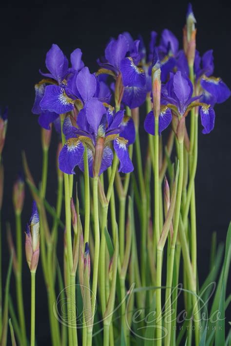Ирис сибирский (Iris sibirica `Blue King`) - Ирис сибирский - Ирис ...