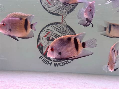 Panda Uaru Uaru Fernandezyepezi