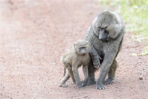 Gallery African Quest Safaris