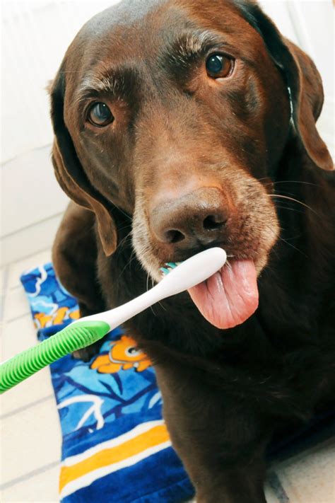 Dog Health 6 Canine Dental Care Products Pawsh Magazine A New
