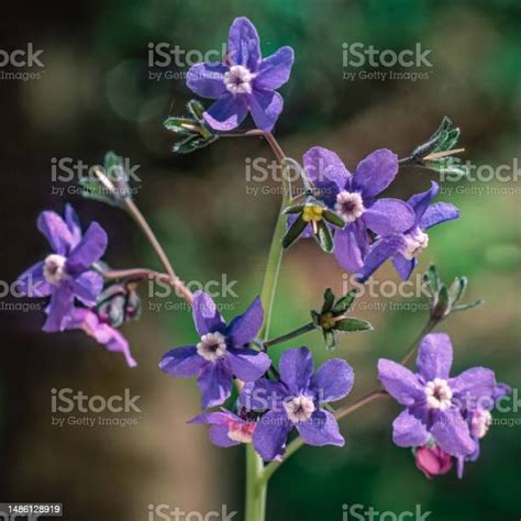 이전에 Cynoglossum Grande로 알려졌던 Adelinia Grande는 퍼시픽 하운드의 혀로 알려진 보리지과에 속하는