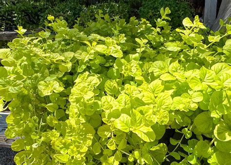 Creeping Jenny Golden Tree Top Nursery And Landscape Inc