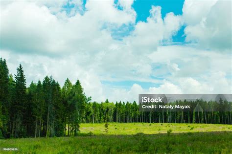 구름과 숲 거리에 푸른 하늘 아래 녹색 풀밭 아름 다운 풍경 이미지입니다 다른 목적에 대 한 배경 그림 0명에 대한 스톡 사진 및 기타 이미지 Istock