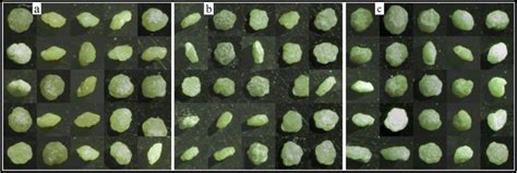 The Specimens Of Globotruncana Arca A Globotruncana Linneiana B Download Scientific