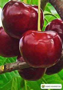 Дюк (черевишня) Чудо-вишня | Fruit photography, Fruit picture, Apple fruit
