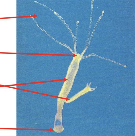 Lab Practical 2 Diagram 7 Diagram Quizlet