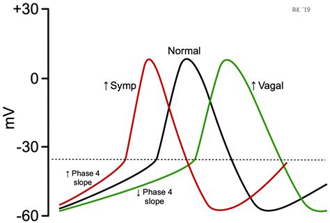 Cardiac Action Potentials Human Physiology