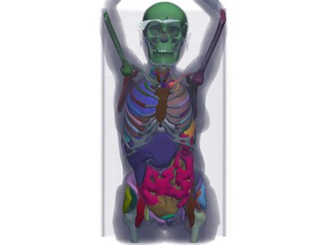 Pyvista Examples Downloads Download Whole Body Ct Female — Pyvista 0 46 3 Documentation