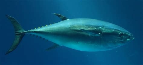 Perciformes Classification Features And Species