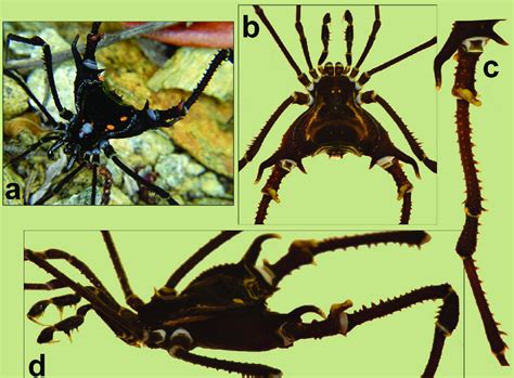 Sadocus Polyacanthus Gervais 1847 A Macho Vivo B Macho Vista