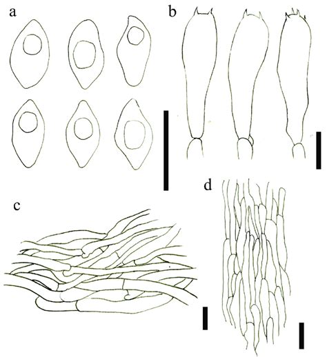 Microscopic Features Of L Subalpinarum Hmjau63451 A Download